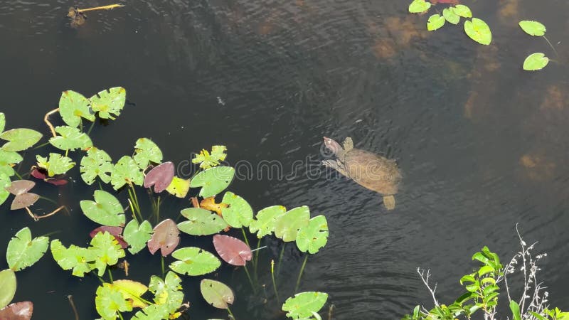 Top View of a Florida Softshell Turtle Glides Underwater in Everglades ...