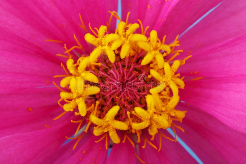 Top view of a flower stock image. Image of beauty, bloom - 27458139