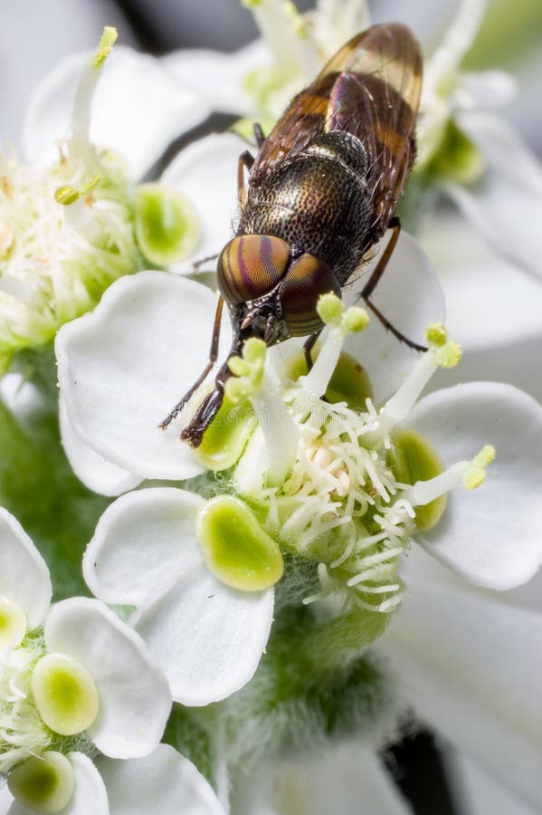 Fly stock photo. Image of pest, small, wildlife, details - 20415258