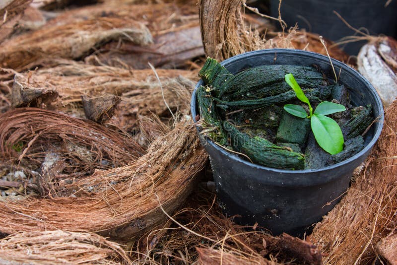 Top view of flower pot stock image. Image of nature, growing - 32820993