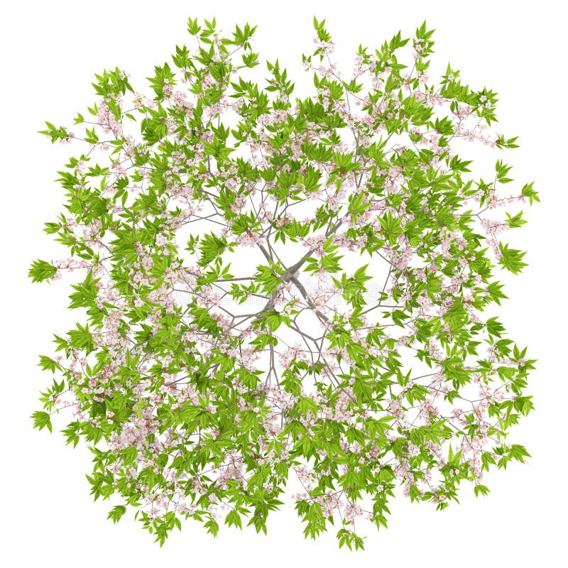 Cherry Tree Isolated on White Background Stock Illustration ...