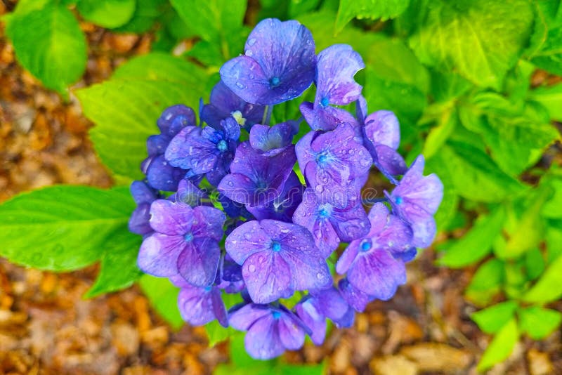 Top View of the Flowering Hydrangea Branch in the Park in Summer. Stock ...