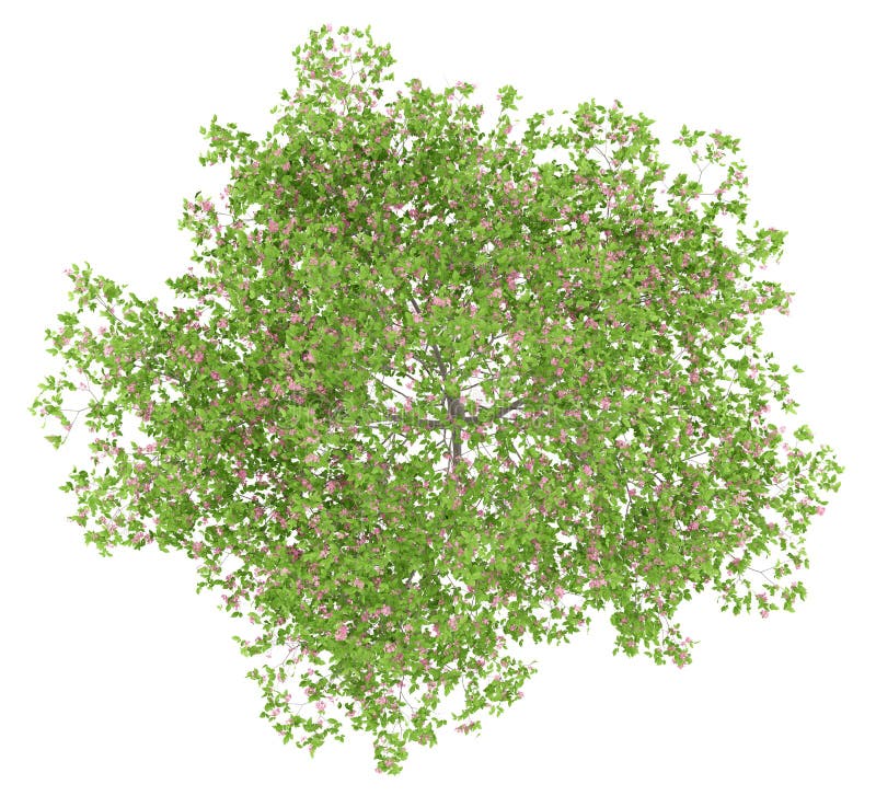 Top View of Flowering Apple Tree Isolated on White Stock Illustration ... Top View of Flowering Apple Tree Isolated on White Stock Illustration ...