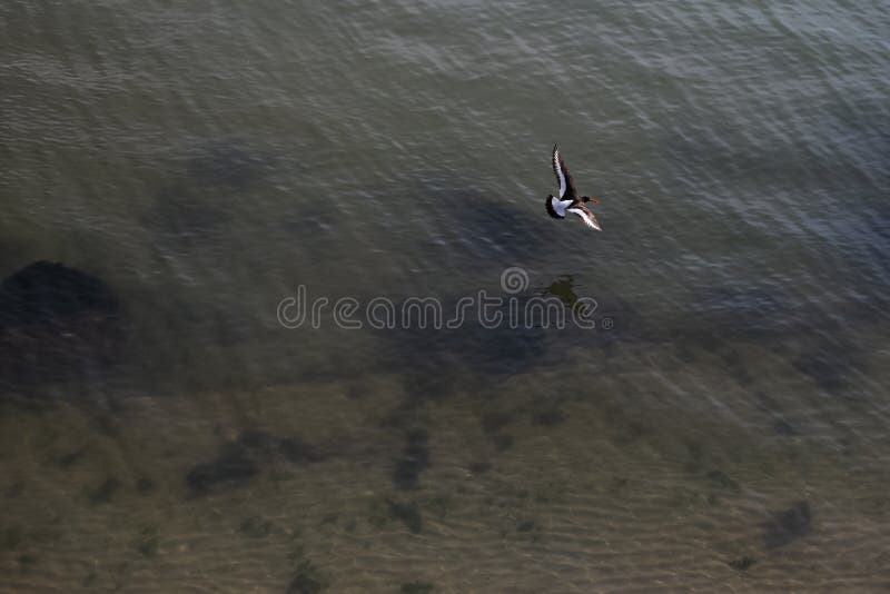 394 Flying Bird Top View Flight Wings Stock Photos - Free & Royalty ...