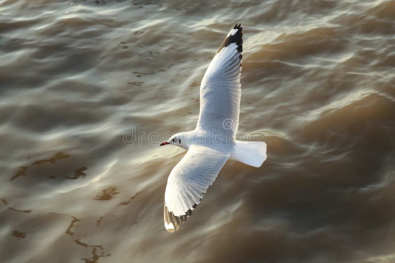Flying Bird, Top View Of Flight, WIngs, Stock Image - Image of flight ...