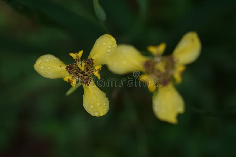 Top View Focus Shot of Forest Jasmine Flowers Stock Photo - Image of ...