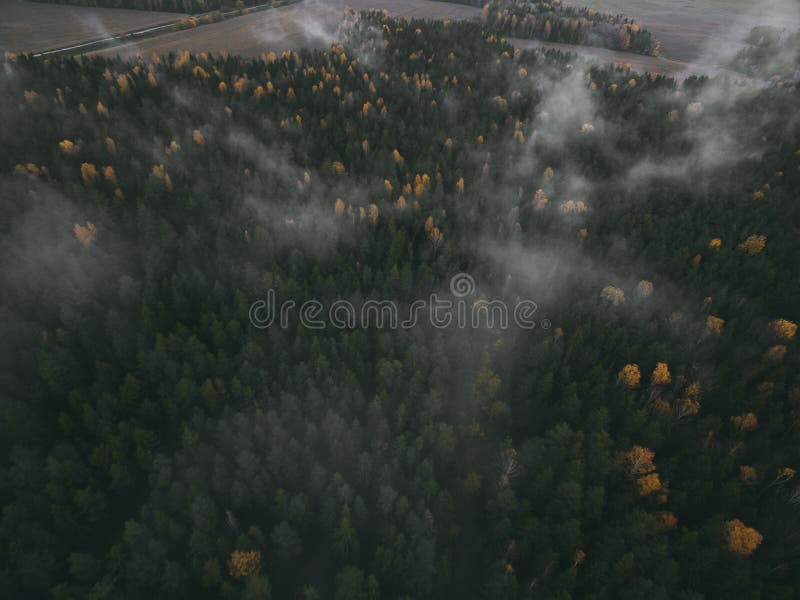 Top View of the Fog Over the Forest Stock Image - Image of background ...