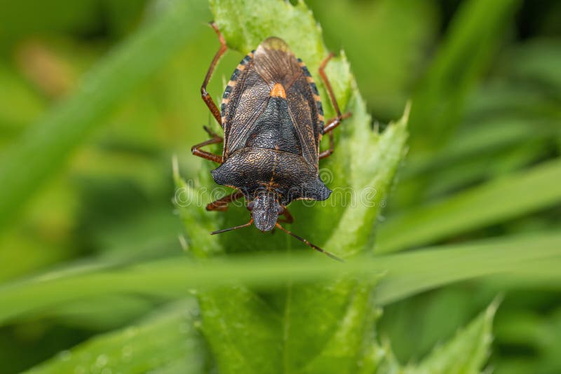Top View of the Forest Bug or Red-legged Shieldbug Stock Image - Image ...