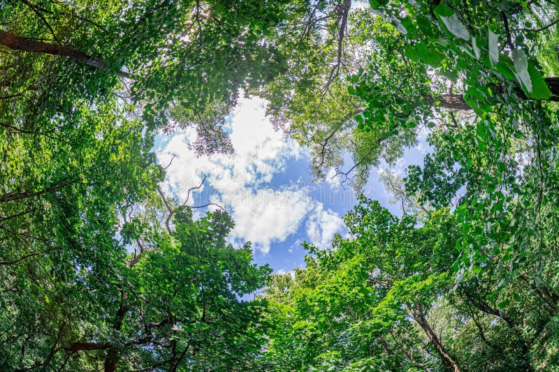 Top View of a Forest Canopy with Green Leaves, Sunlight Filtering through Gaps, Dappled Shadows ...