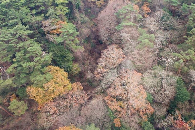 Forest Color Changing in Autumn Stock Photo - Image of green, beauty ...