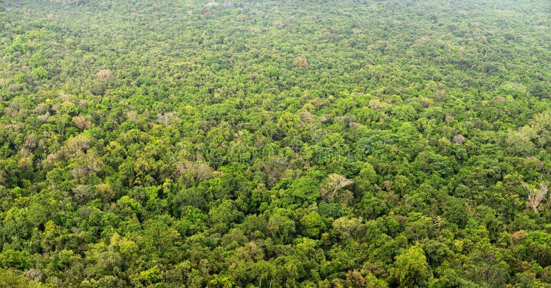 Top view of forest stock image. Image of hills, beautiful - 94055107