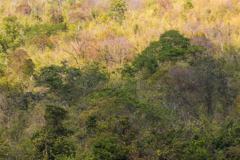 Top view of forest stock photo. Image of travel, pine - 66751436