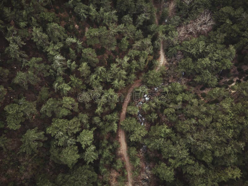 Top View of a Forest with Path Stock Image - Image of forest, landscape ...
