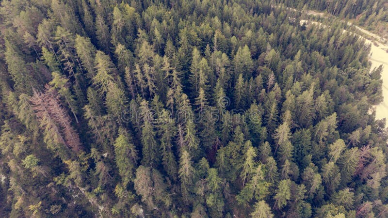Top view of a forest. stock image. Image of tree, view - 101590355
