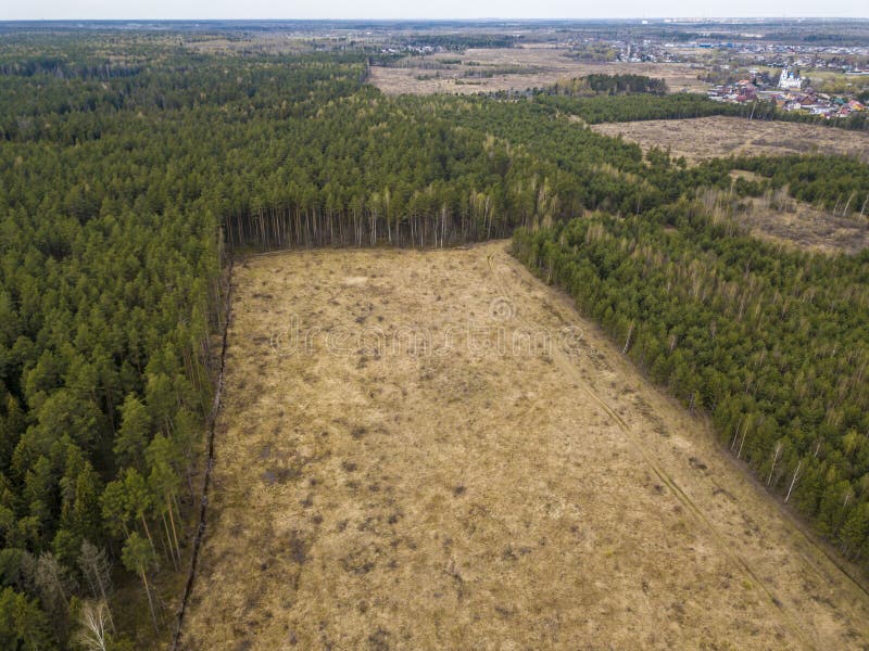 Top View of the Forest Plot after Deforestation on a Summer Day ...