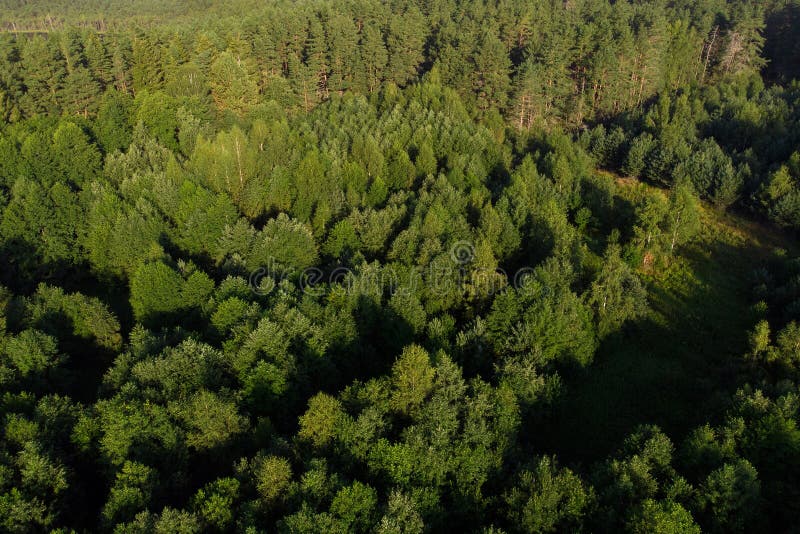 Top View of the Forest.Rainforest Ecosystem Concept, Healthy ...