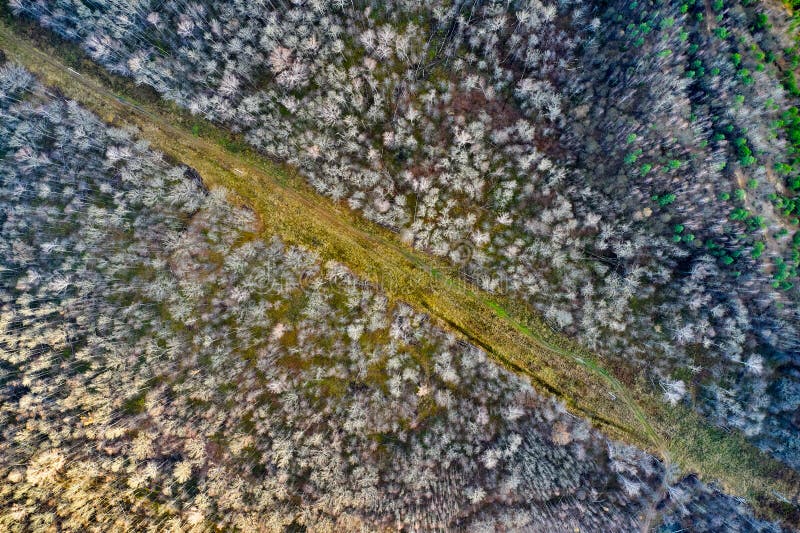 Top View of Forest Road Arial Drone Shot of Forest Trees Stock Photo ...