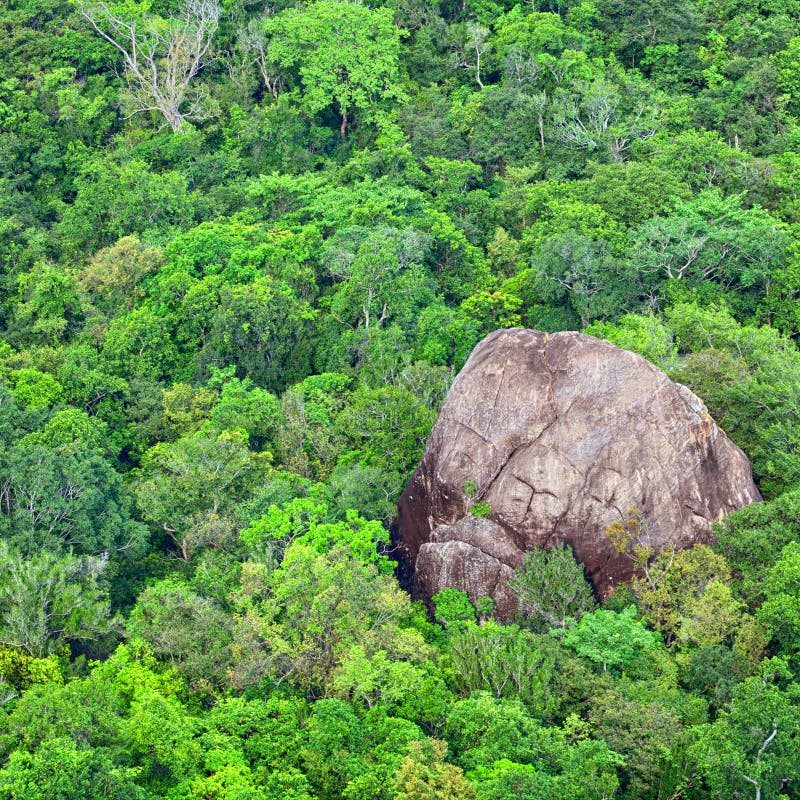 Top View of Forest and Rock Stock Photo - Image of natural, palm: 100579160