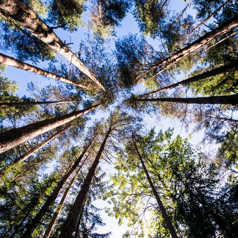 View of the Forest from the Holden Arboretum in Kirtland, Ohio Stock ...