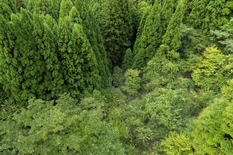 Forest view from top stock photo. Image of flora, park - 16530576