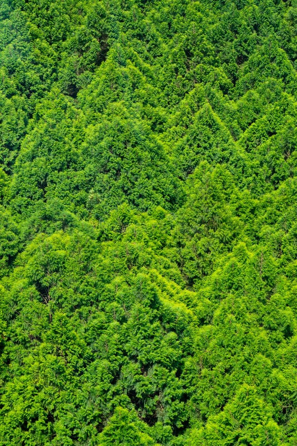 Aerial Top View Forest, Forest View from Above. Stock Image - Image of ...