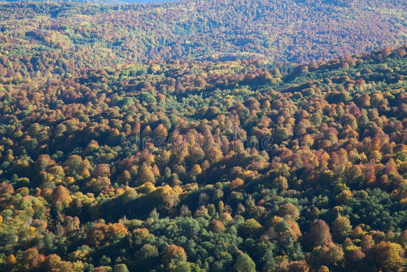 Top view of forest valley stock image. Image of golden - 105799661