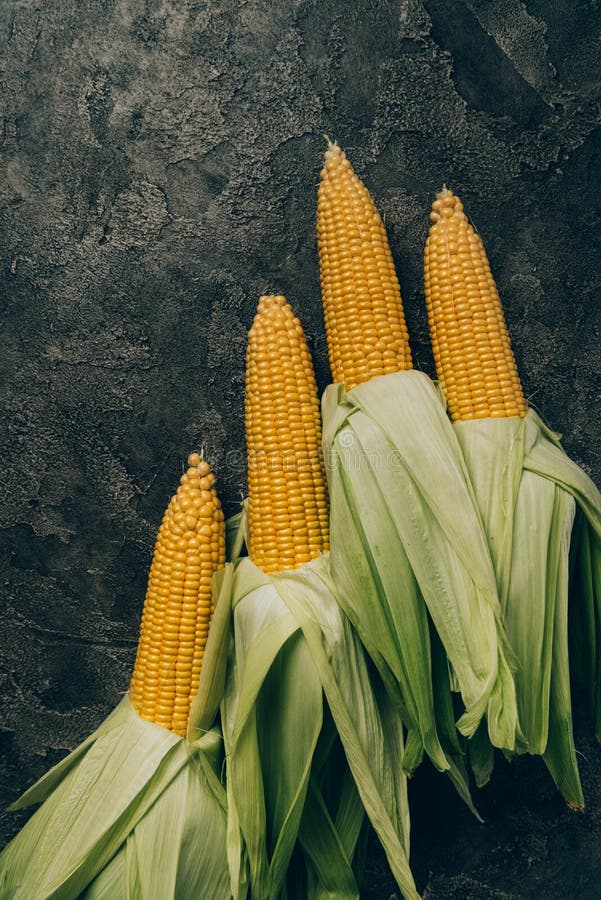 Four dry corn ears stacks stock image. Image of organic - 26681861