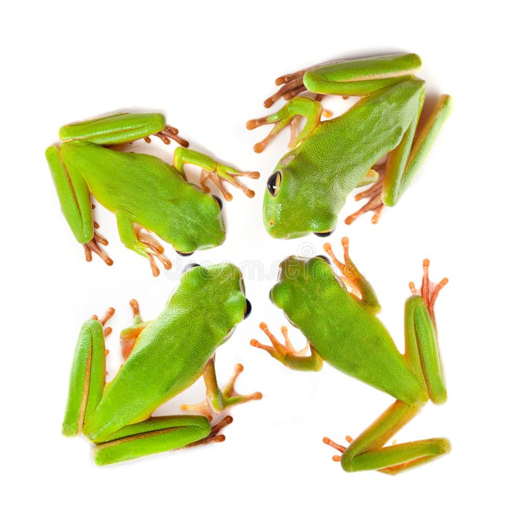 Top view on four frogs stock image. Image of white, macro - 10896101