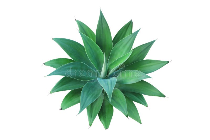Top View of Fox Tail Agave Plant Isolated on White Background with ...