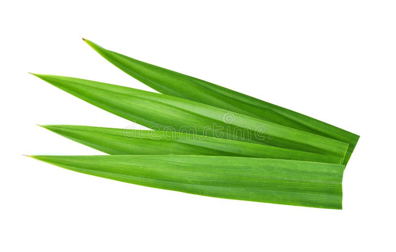 Top View of Fragrant Pandan Leaves Isolated on White Background Stock ...