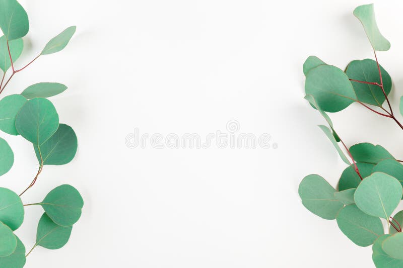 Gum Leaves Border stock image. Image of color, white - 17460679