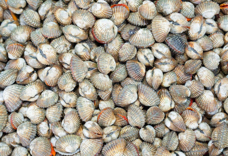 Ark Shell,Anadara Inaequivalvis or Scallop Stock Photo - Image of ...