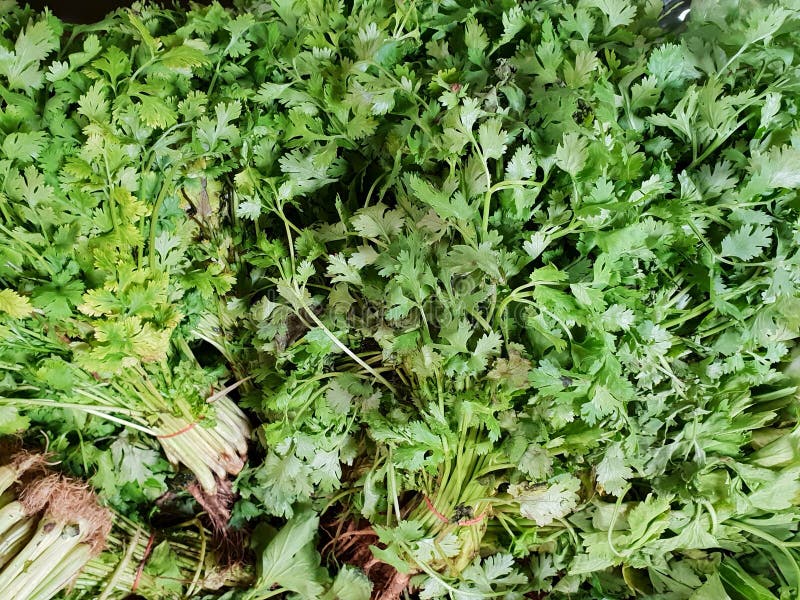 Top View of Fresh Coriander. Stock Image - Image of fresh, nature ...
