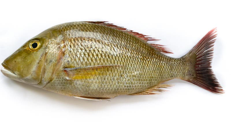 Top View of Fresh Emperor Fish Isolated on a White Background.Selective ...