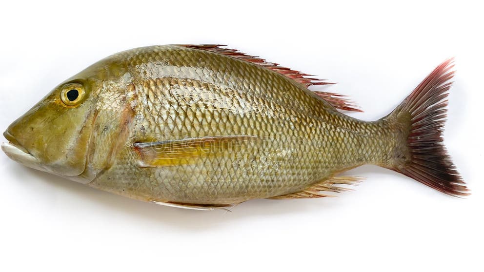 Top View of Fresh Emperor Fish Isolated on a White Background.Selective ...