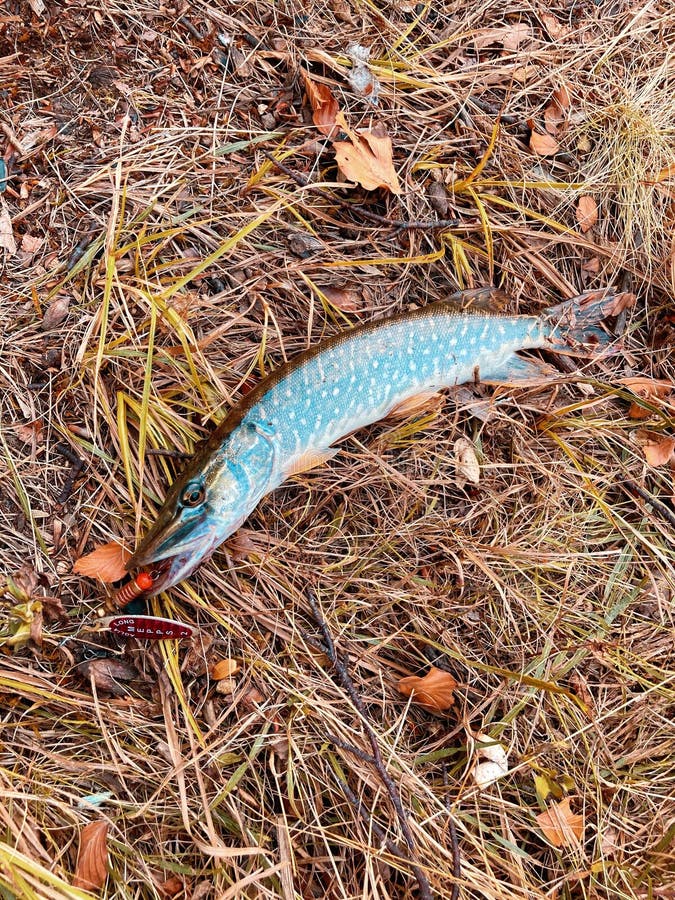 Top View of a Fresh Fish with the Bait in Its Mouth on the Grassy ...