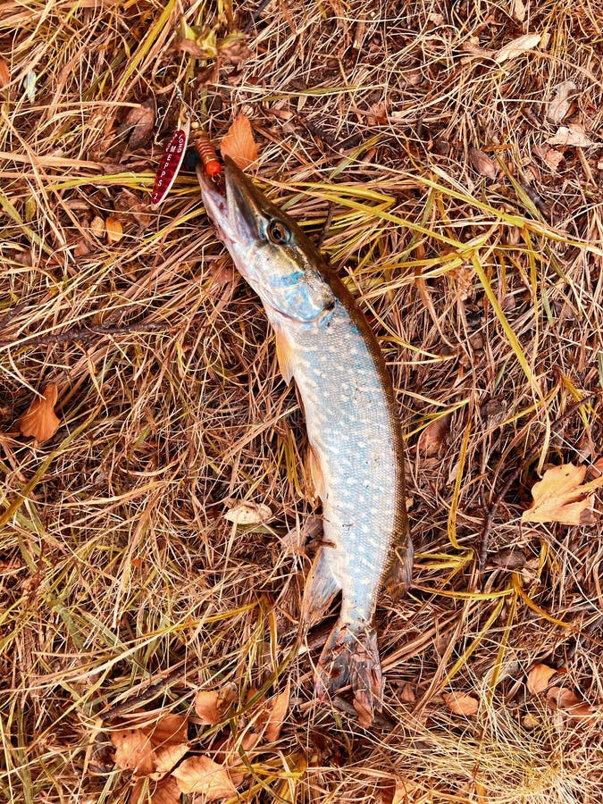 Top View of a Fresh Fish with the Bait in Its Mouth on the Grassy ...