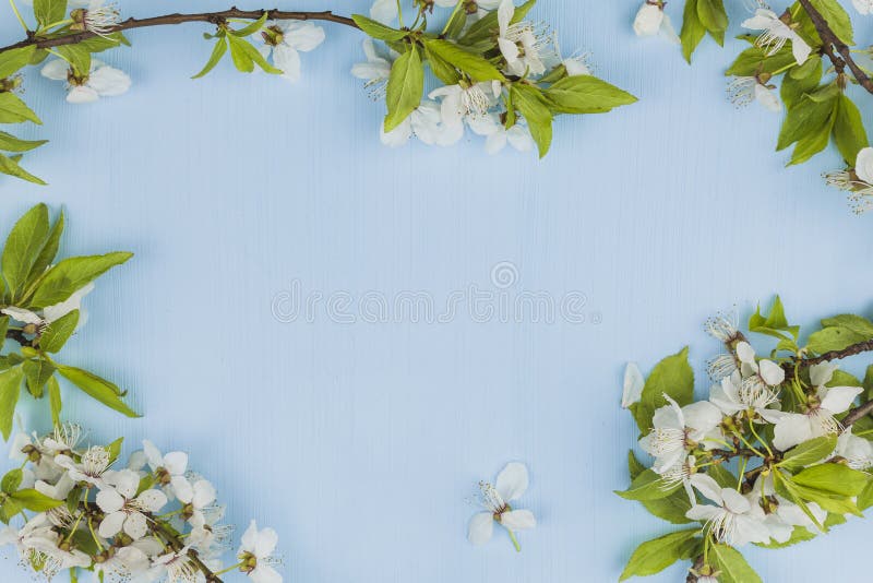 Top View Fresh Flowers. High Quality Photo Stock Photo - Image of ...
