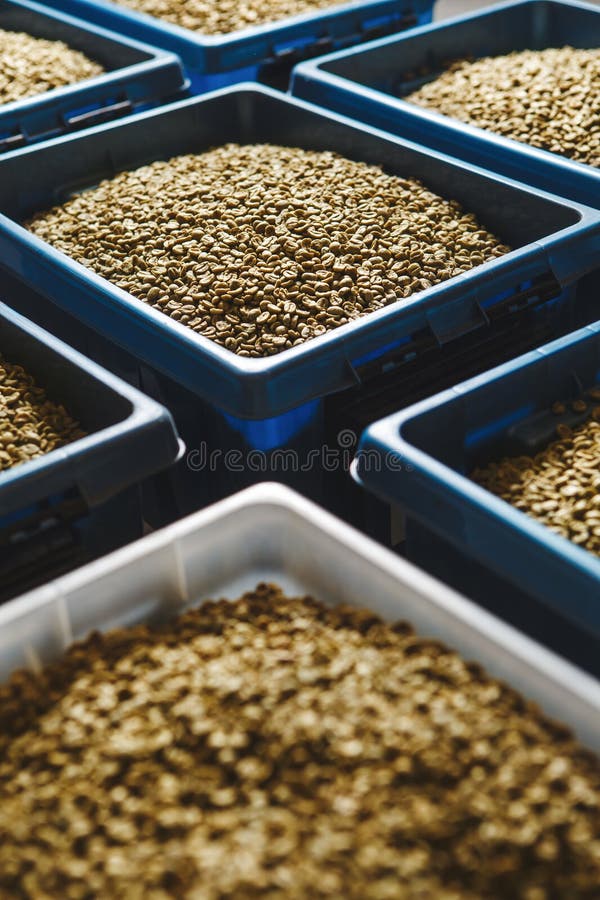 Top View of Fresh Green Coffee Beans Organized in Plastic Containers ...