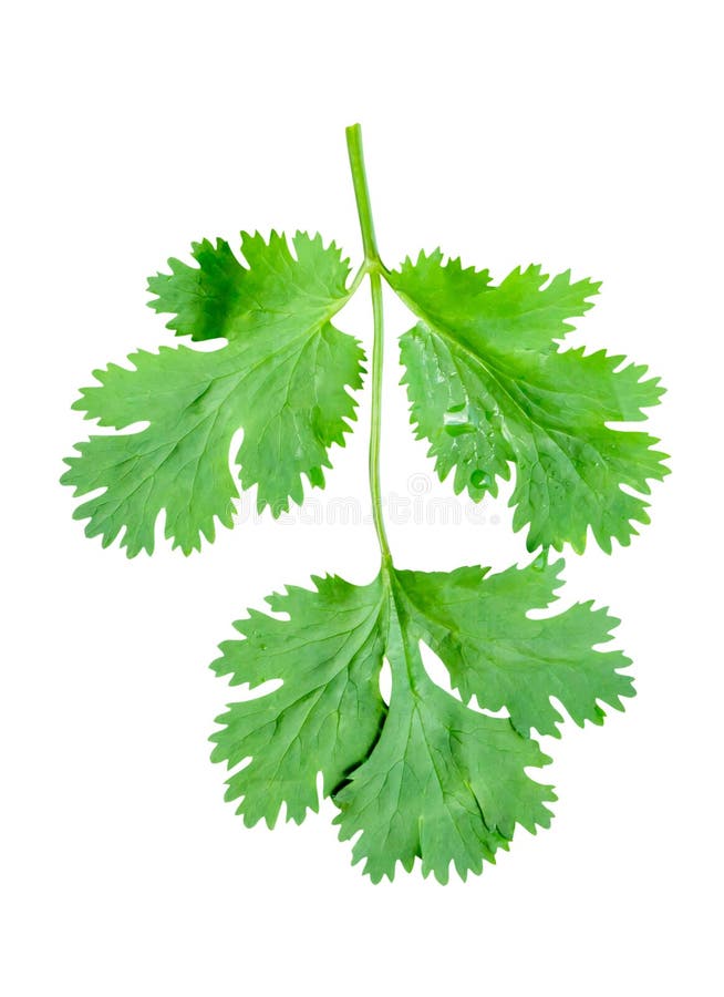 Top View of Fresh Green Coriander Leaf Isolated on White Background ...