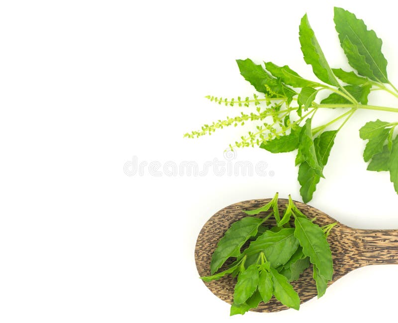 Top View - Fresh Holy Basil Leaves on White Stock Photo - Image of ...