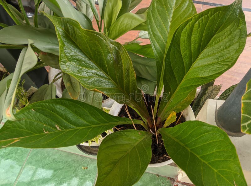 Top of View a Fresh Leaves, Beauty Fresh Stock Image - Image of leaves ...