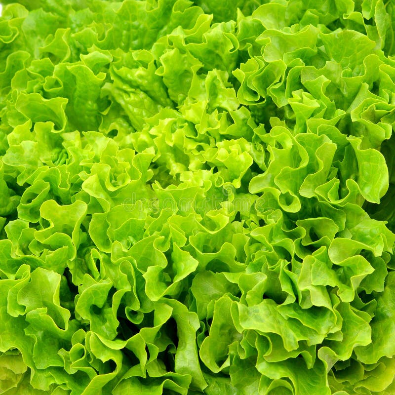 Top view of fresh lettuce stock image. Image of view - 90762193