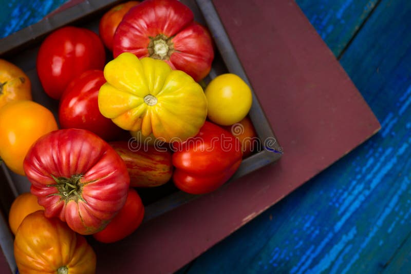 Fresh Organic Tomatoes from Farm Stock Image - Image of organic ...