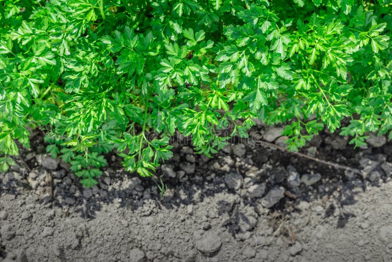 Top View of Fresh Parsley Growing on the Ground Stock Photo - Image of ...
