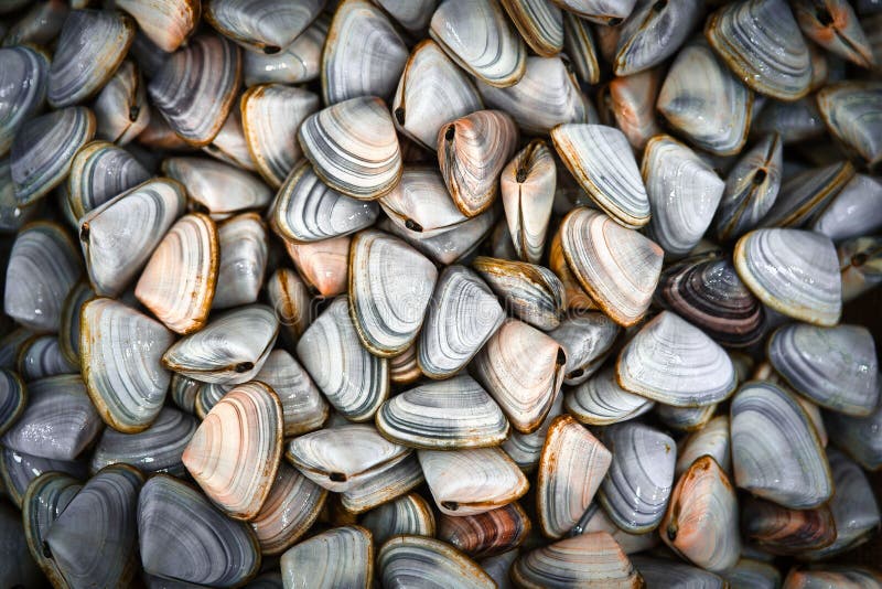 Top View of Fresh Pipi Shells in the Fish Market Stock Image - Image of ...