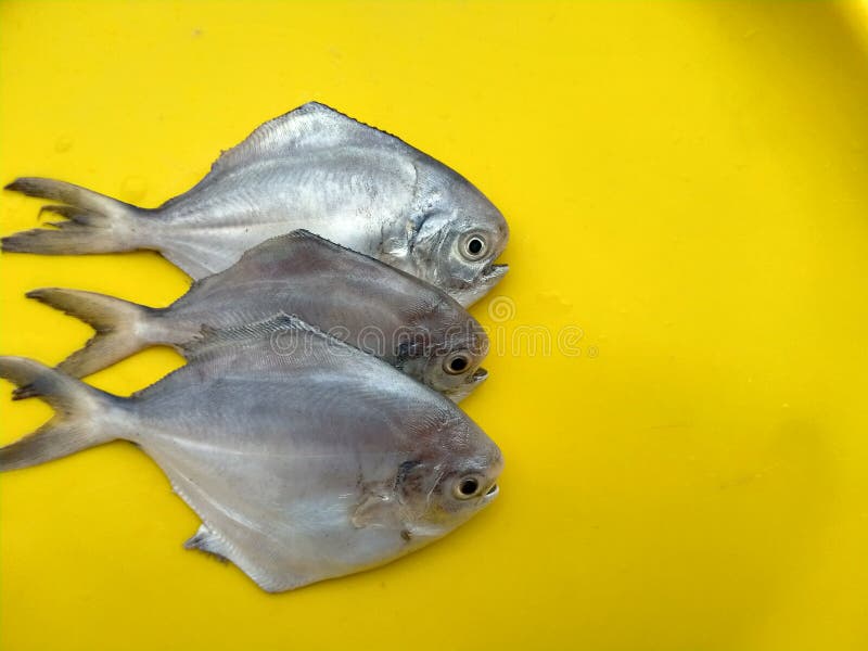 114 Pomfret Yellow Stock Photos - Free & Royalty-Free Stock Photos from ...