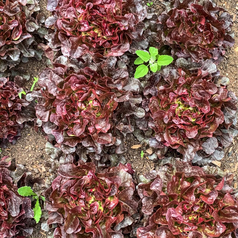 Top View of Fresh Red Cabbage Growing in the Vegetable Garden Stock ...