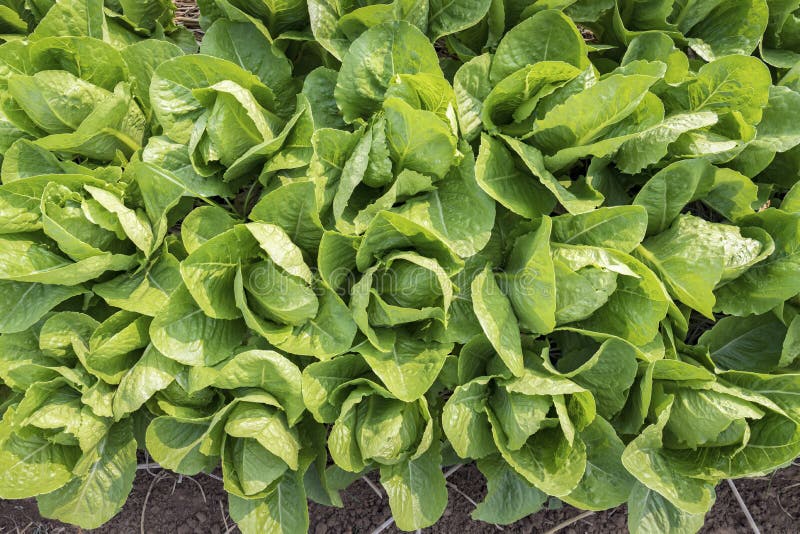 Top View of Fresh Salad Lettuce Stock Photo - Image of field, fresh ...