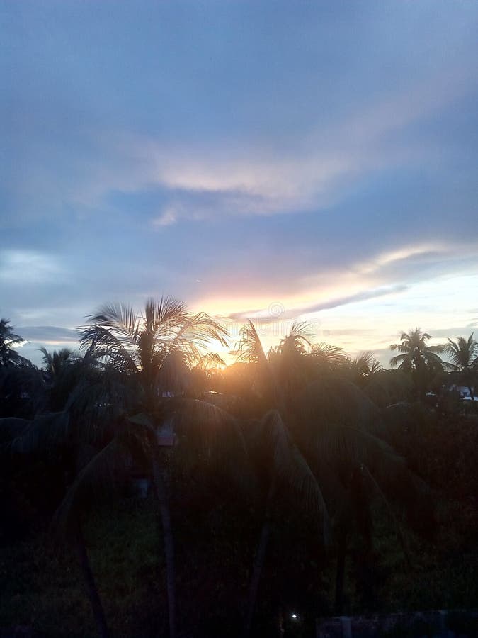 Top View of palm trees stock image. Image of view, daughter - 157532563